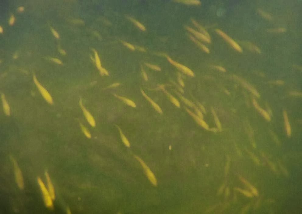 Extreme Philly Fishing: The Invasive Northern Snakeheads (Channa argus ...