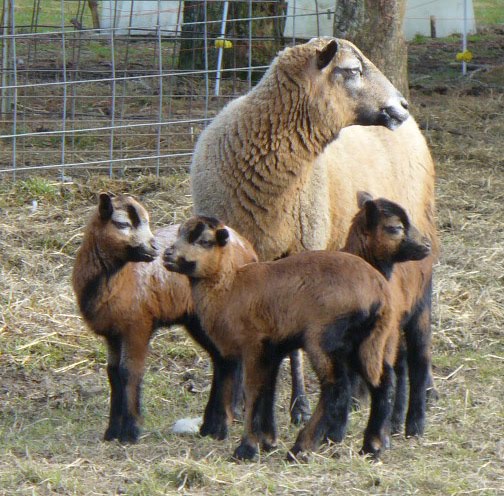 Hi, I'm Isis.: Barbados Blackbelly Sheep Bottle Baby