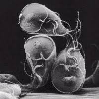 5.1 Clasificación de los grupos protista