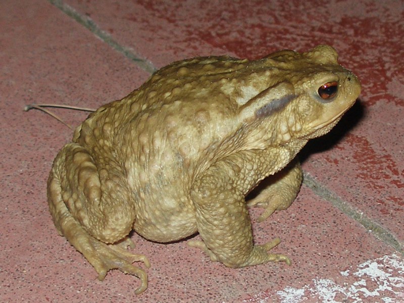 SaLiDaS a La NaTuRaLeZa: Marjal de Pego-Oliva - Venta Mina - Hoces del ...