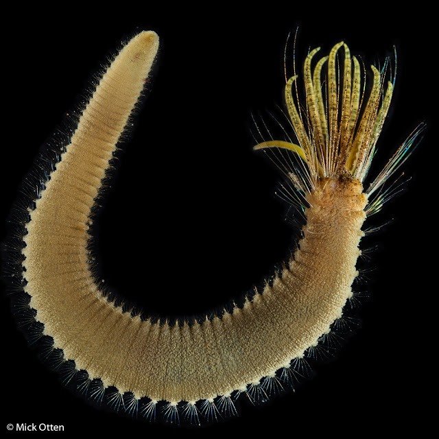Mick's marine biology: Pherusa plumosa - a short study of the plume worm