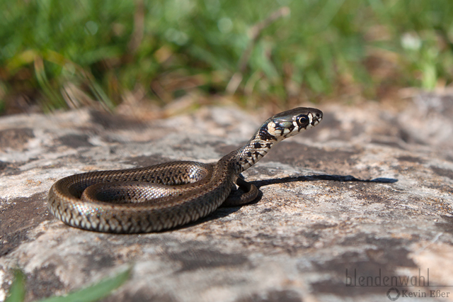 Herpetofauna: Croatia, April 2012