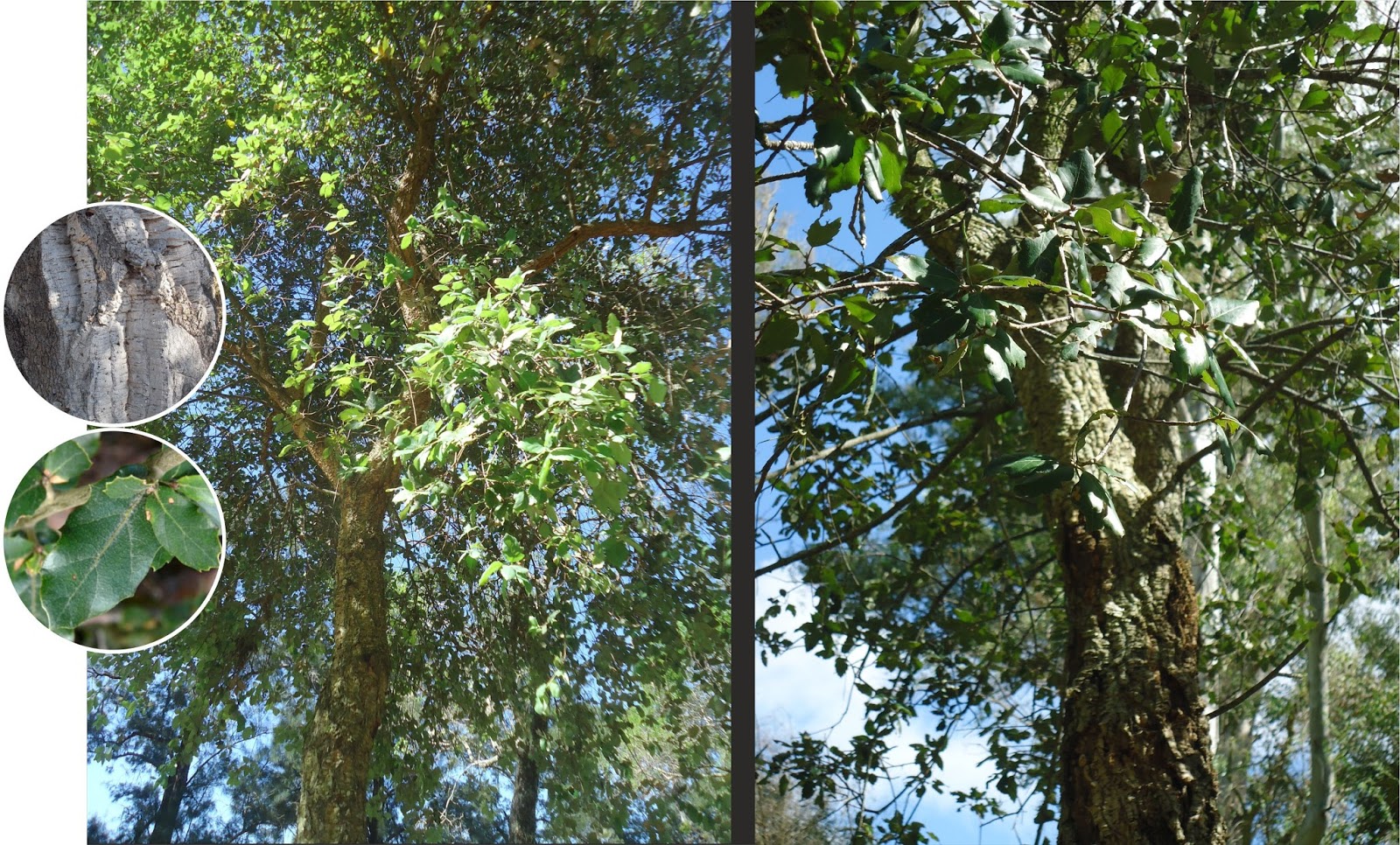 v e r d e c h a c o: Alcornoque / Corcho