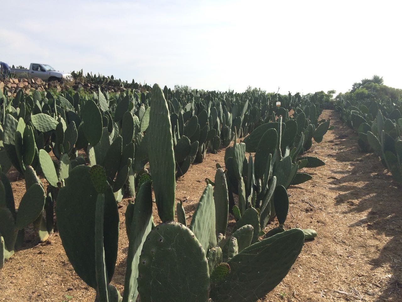 Laconada: De visita a la nopalera