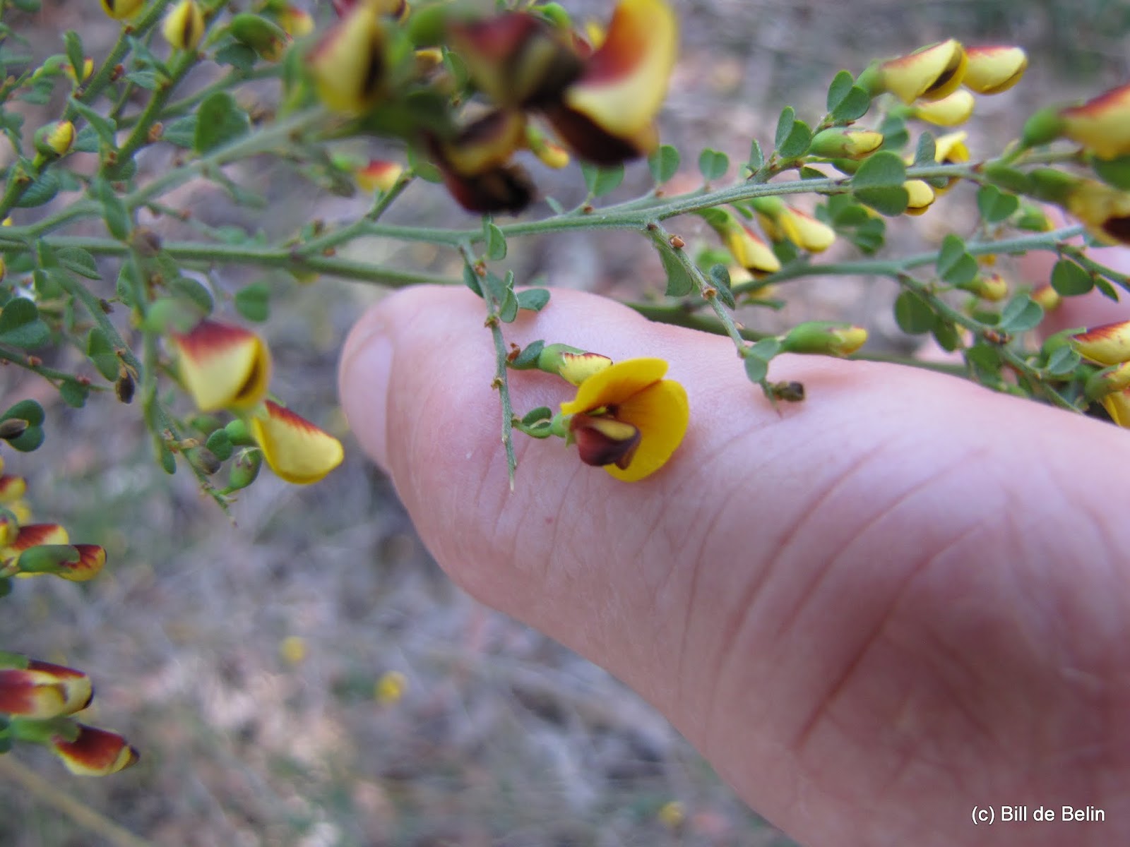 Sydney's Wildflowers and Native Plants: Bossiaea obcordata - Spiny ...