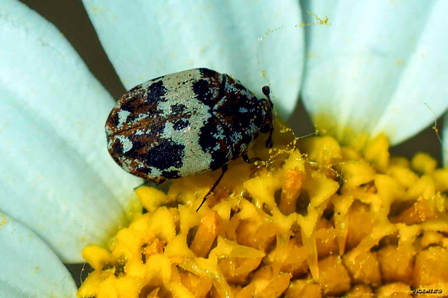 Fauna silvestre de Hormaza: Anthrenus pimpinellae