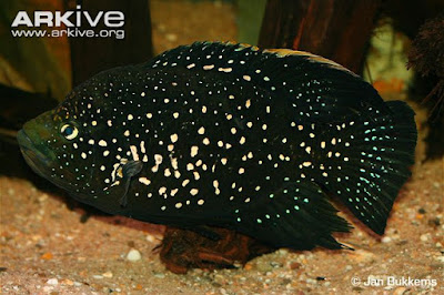 Mania de Aquário: Ciclídeo de Madagascar (Starry Night Cichlid ...