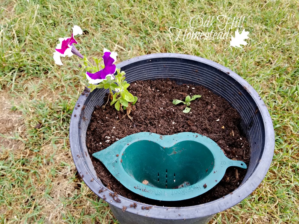 How to Make Watering Your Vegetable Garden Easier - Oak Hill Homestead