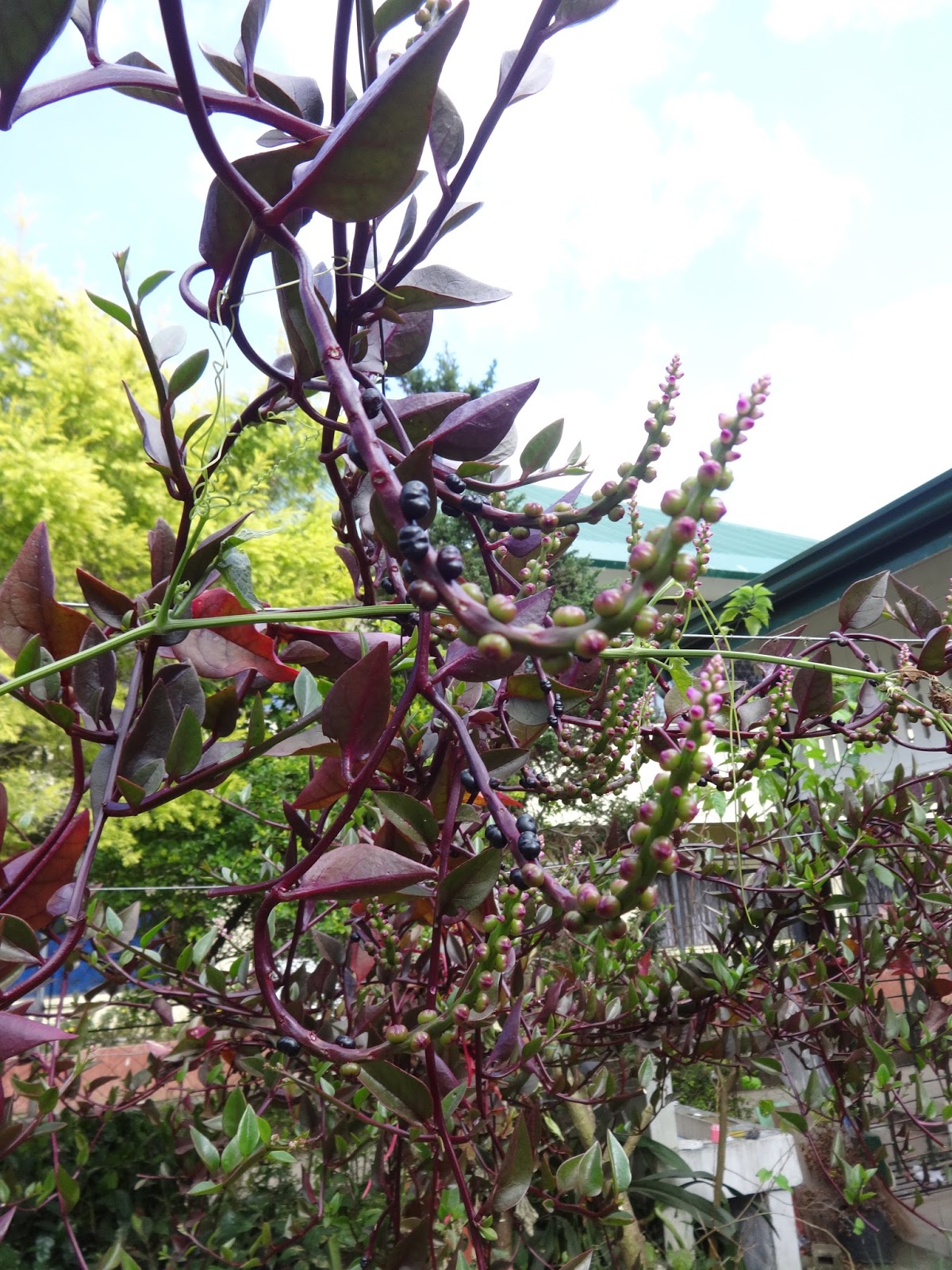 Zioła z Odległych Krain: Basella alba, Basella rubra - Szpinak ...