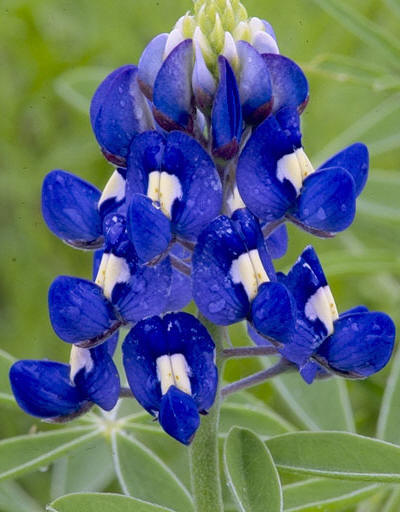 CARPE DIEM HAIKU KAI: Carpe Diem #176, Blue Bonnet (provided by Jennifer)