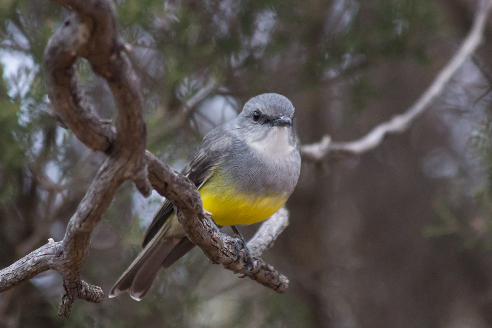 Kay Parkin Birding: Lake Gilles Conservation Park
