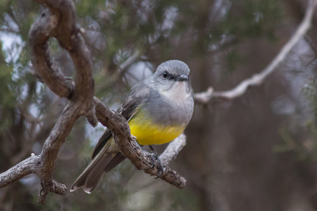 Kay Parkin Birding: Lake Gilles Conservation Park