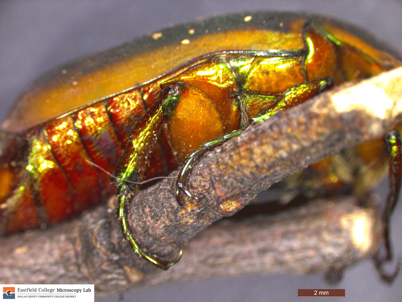 Scanning Electron Microscope Blog: Scarab Beetle - Beautiful, even if ...