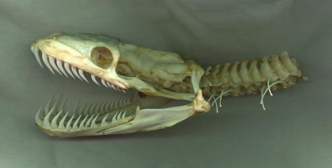 Ofidico: BIOLOGIA DE LAS SERPIENTES