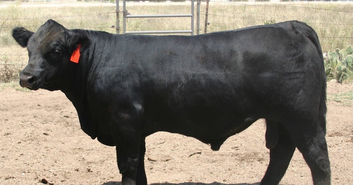 Z-N-T Cattle Co.: Fall Bull Offering Preview