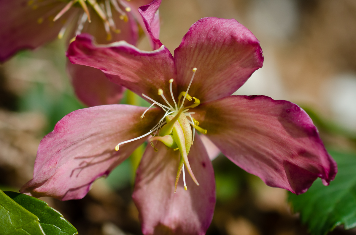 ČRNI TELOH (Helleborus niger)