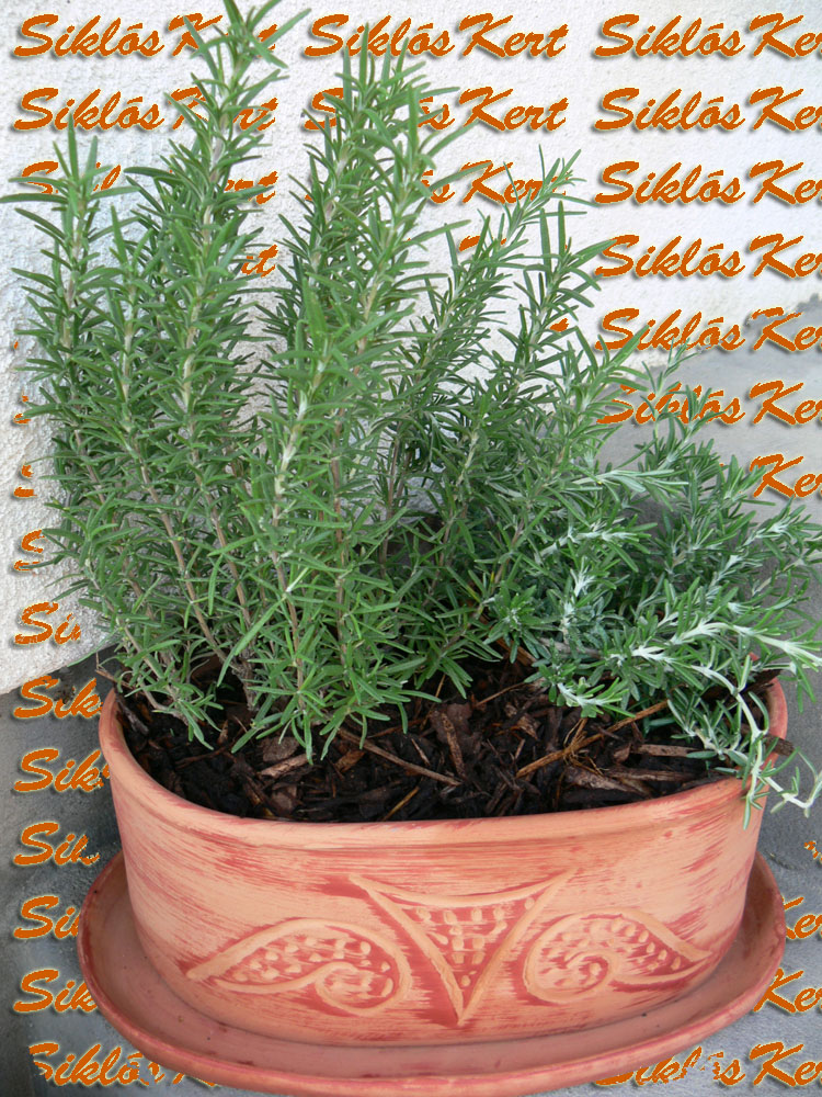 SiklósKert: Mediterrán hangulatot...rozmaringot a kertekbe!