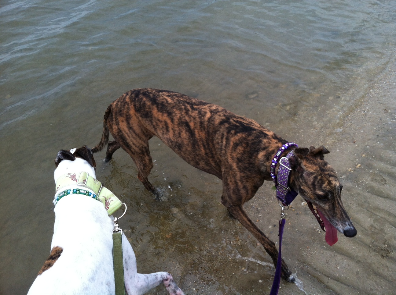 Pawstcards from Hampton Roads: Fort Boykin Park, Smithfield, VA