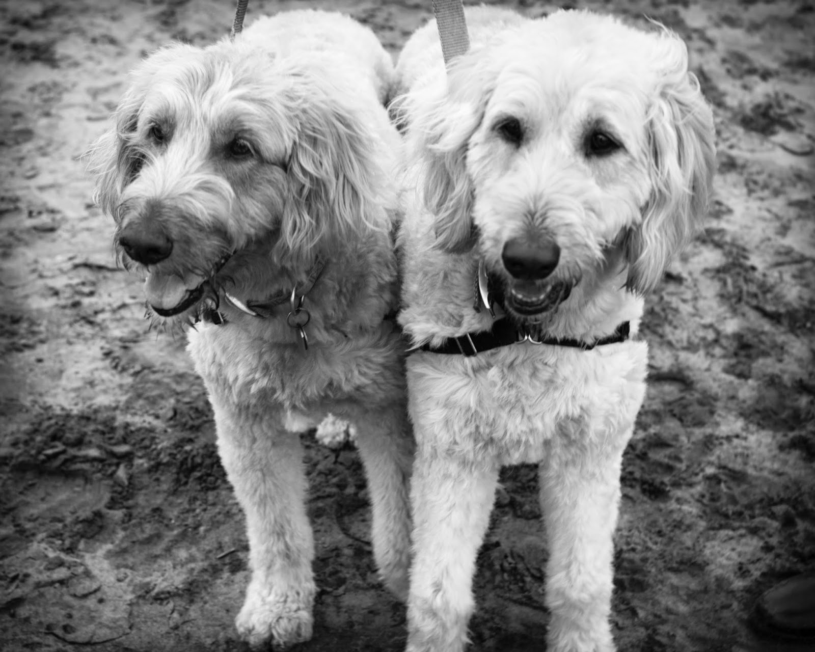 Picture Window photo blog : On display at the Dog Olympics, Long Beach, Wa.