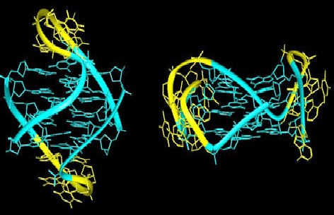 DNA Interactive:The DNA Structure: G-quadruplex structure