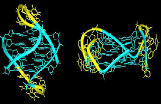 DNA Interactive:The DNA Structure: G-quadruplex structure