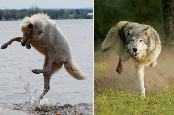 White Wolf : 19 Stunning Photos Of Impressive Wolf Jumps