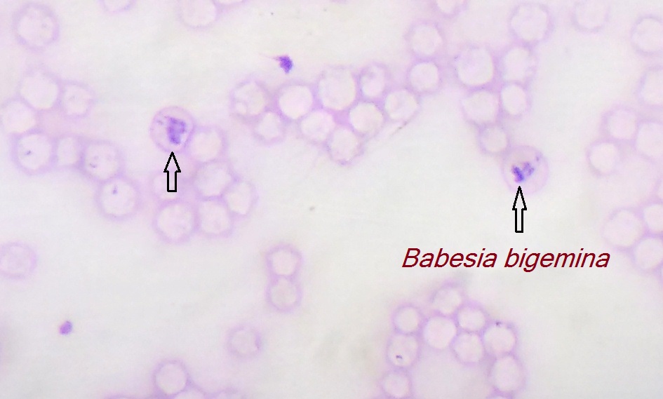 VETERINARY PARASITOLOGY: BABESIOSIS