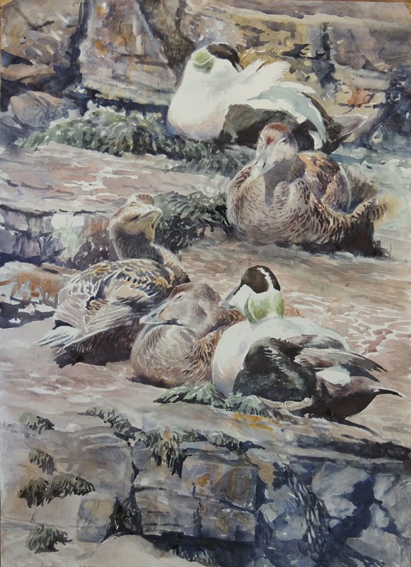 Tim Wootton Wildlife Art