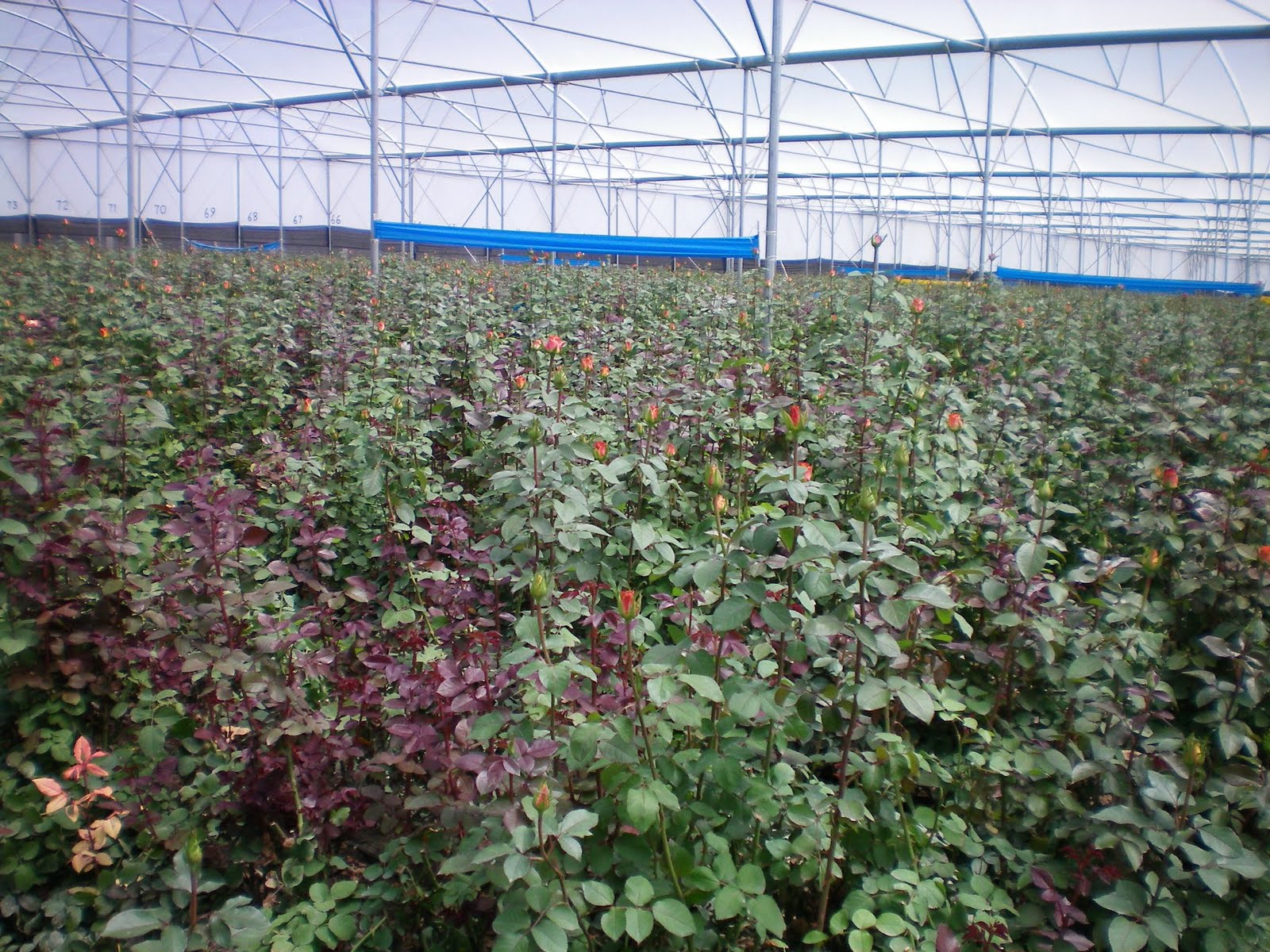 swetawriter: Day out in a Rose farm in Nakuru