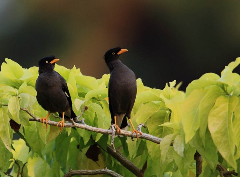 Jenis-jenis Burung Jalak ~ Kedai Kicau - Jack Bird Shop