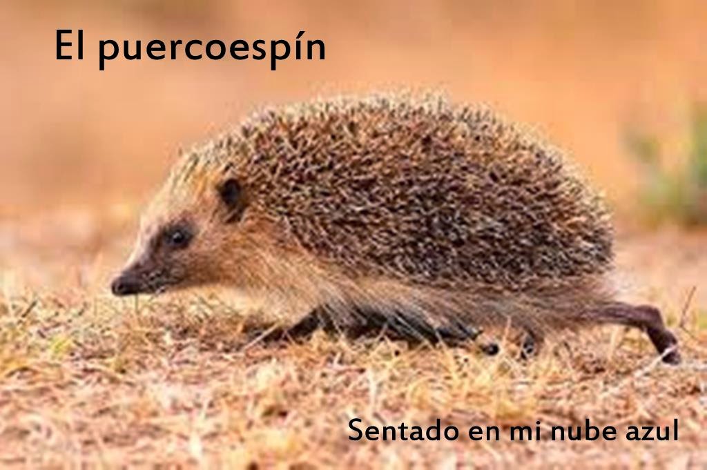 Sentado en mi nube azul: El puerco espín