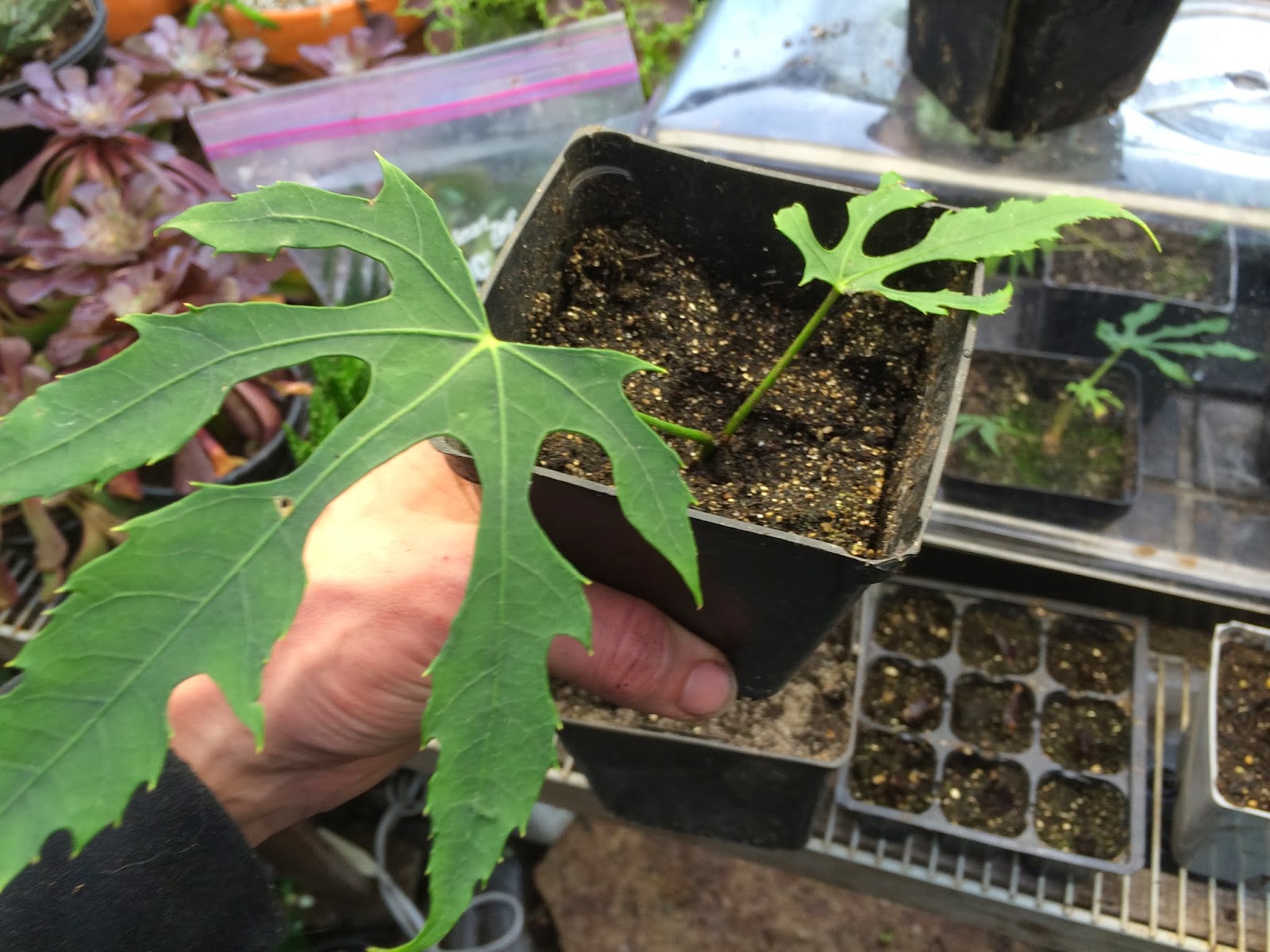 Growing Steady: The Propagation Table