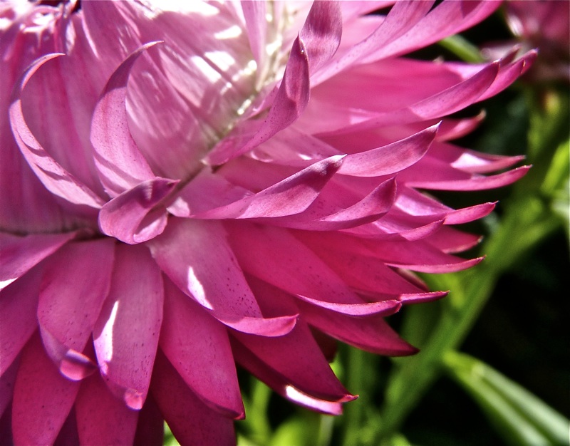 Pieces of Contentment: Winter Daisy