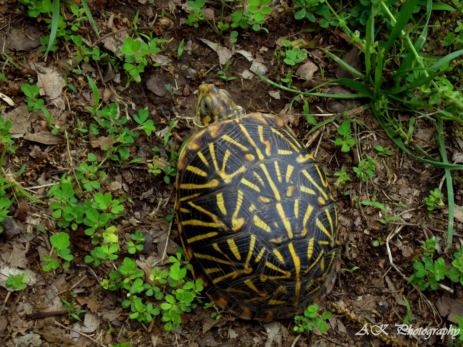 Wild Outdoors: Missouri Box Turtles
