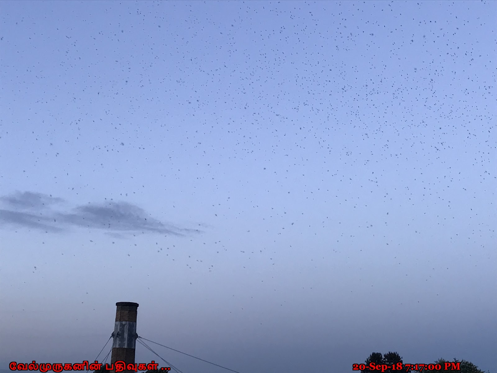 Portland Chapman School Swifts Watch - Exploring My Life