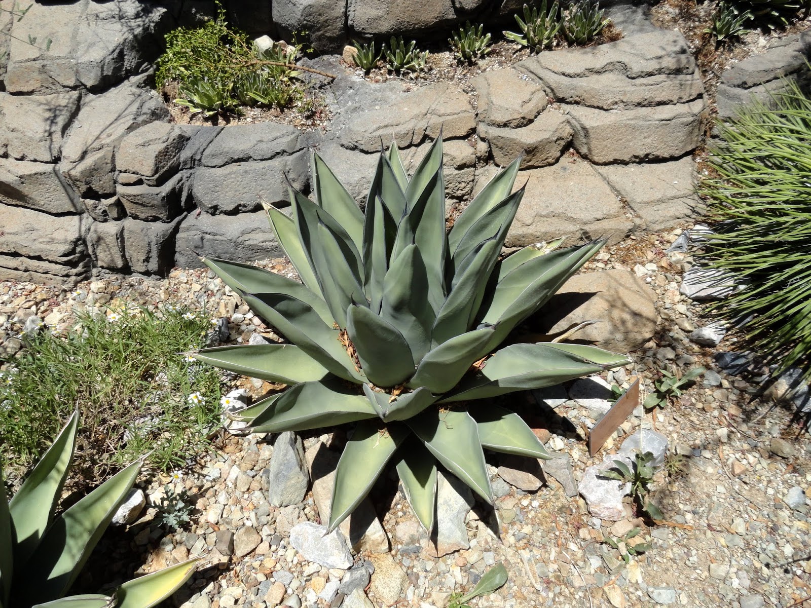 danger garden: The Arizona-Sonora Desert Museum Part Two, the Agave Garden