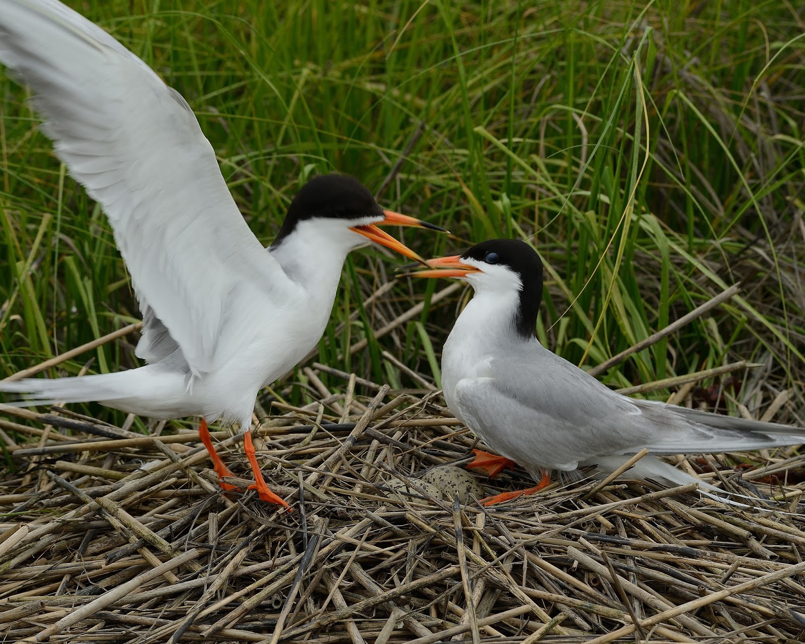 View from the Cape: Summer's Main Event