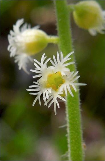Isabella Conservation District Environmental Education Program: Native ...
