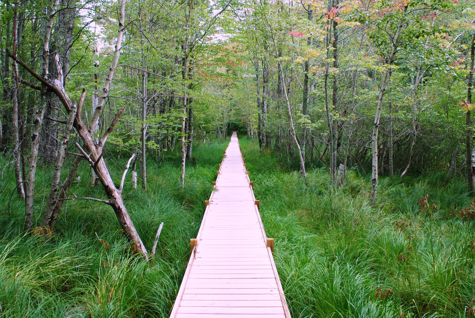 Field Notes and Photos: Acadia National Park: Jesup Path