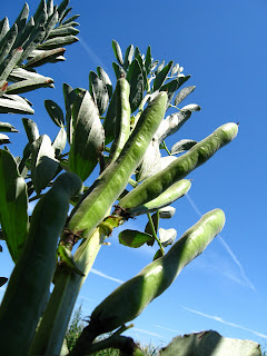 Fa-fa-fa-Fava Beans! – Willowood Farm of Ebey's Prairie