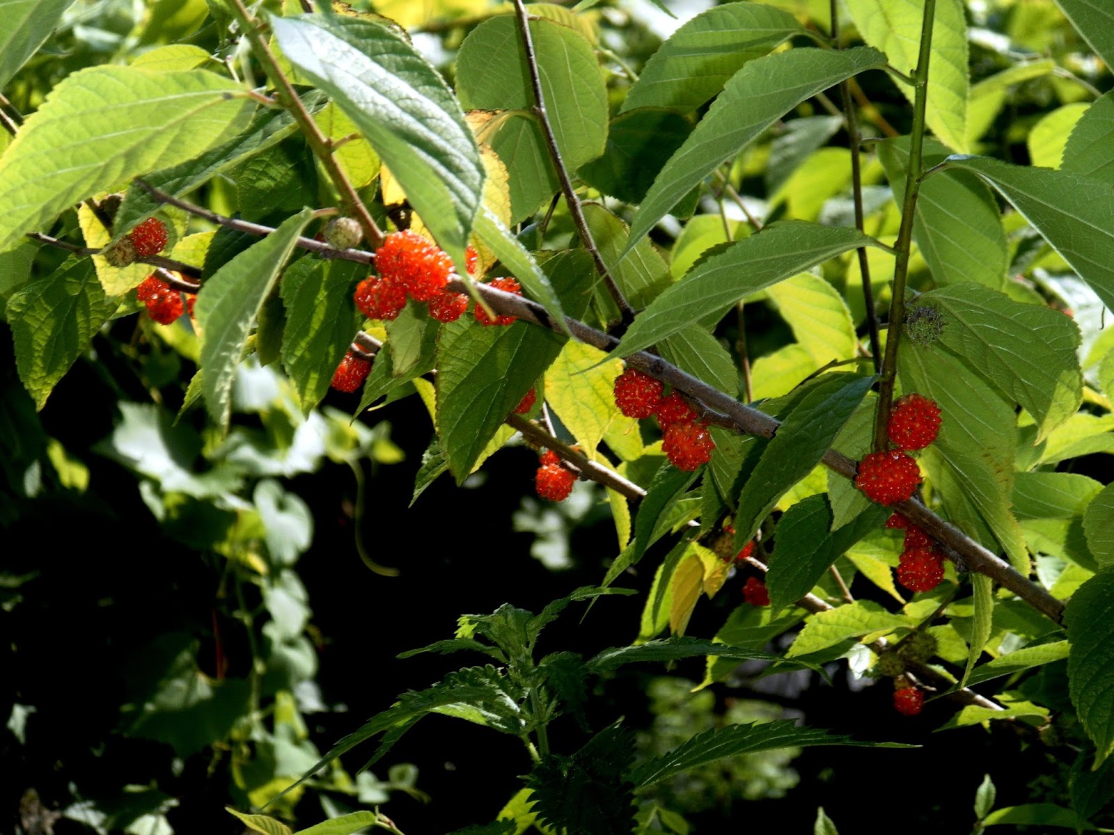 Scirpidiella's Plants: Dwarf Paper Mulberry, Kozo (Broussonetia monoica)