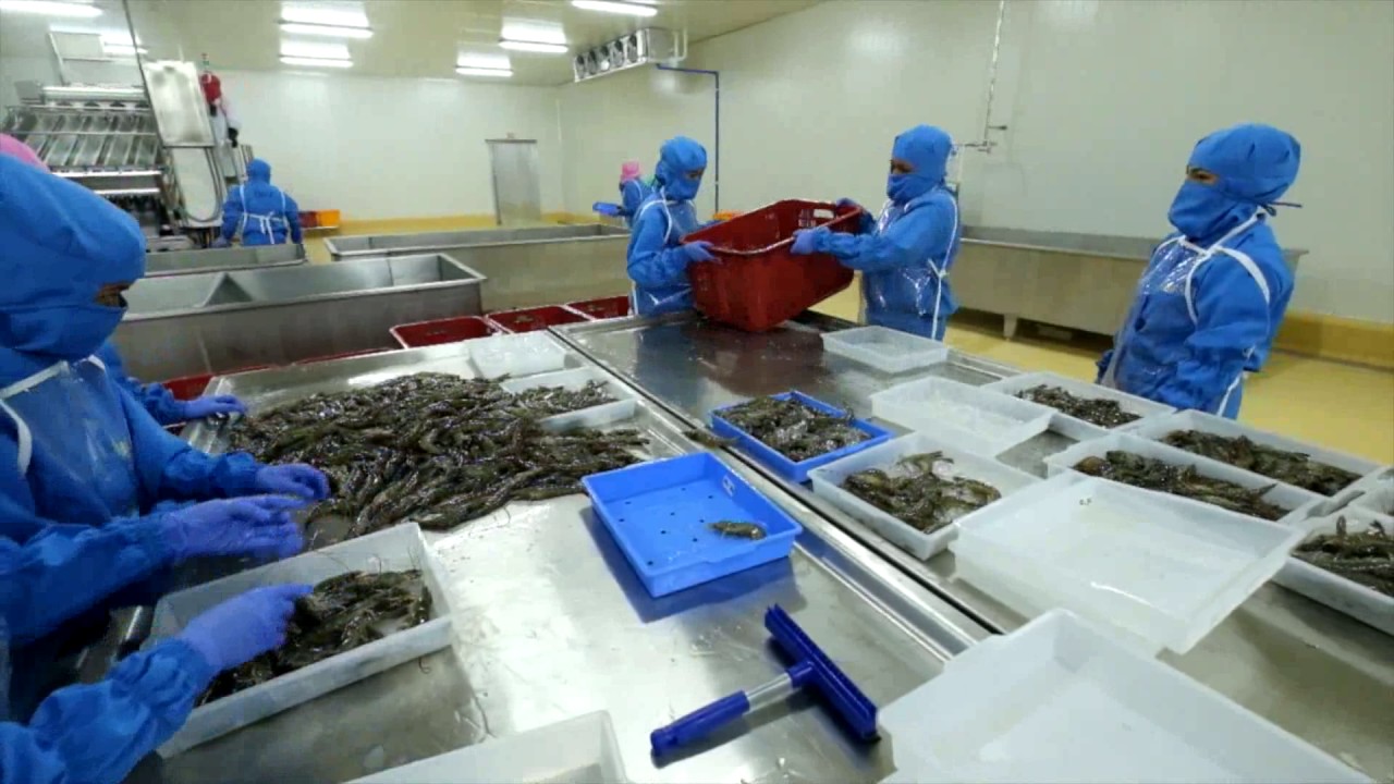 Understand Frozen Shrimp Factory Processing Step by Step - Frozen ...