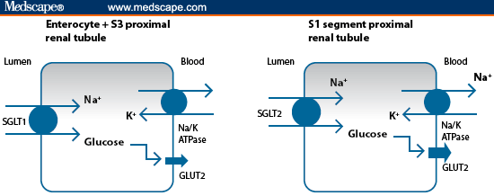 USMLE COMLEX Study Guides : First Aid Renal Physiology Part 1