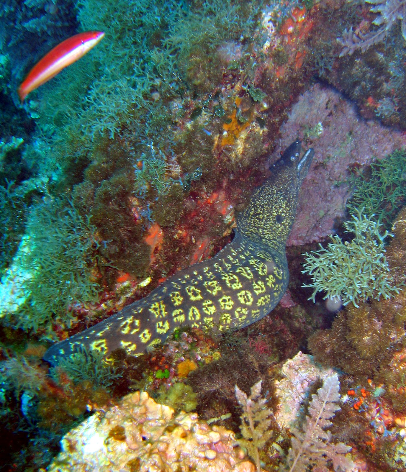 Protejamos las Maravillas del Mar: Morena: el extraño pez de las leyendas