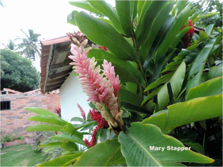 CRONICAS DE CUCUTA: 1351.- FLORES DE CUCUTA