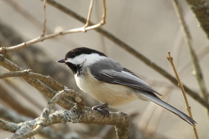 Tails of Birding: Chick-a-Dee-Dee-Dee