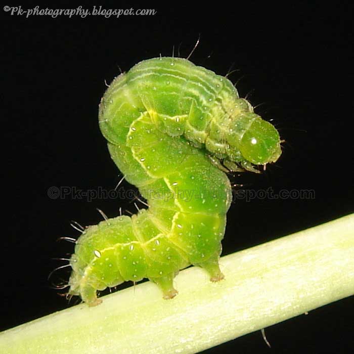 Green Caterpillars | Nature, Cultural, and Travel Photography Blog