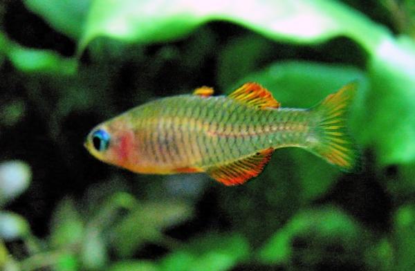 INDONESIAN FRESHWATER FISH COMMUNITY - IFFC: RAINBOW II
