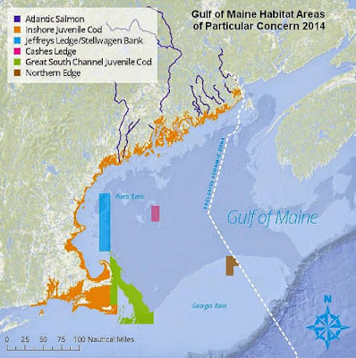 Penobscot Bay Blog: Conserving Inshore Juvenile Cod Habitat via HAPCs ...