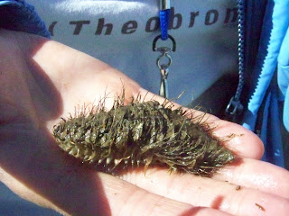 Huntsman Marine Science Centre: Sea mouse